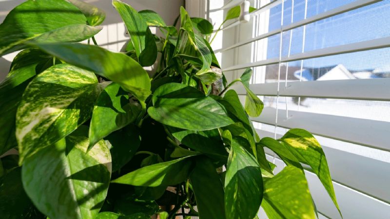 ¿Qué significa tener una planta de potus, según el Feng Shui?