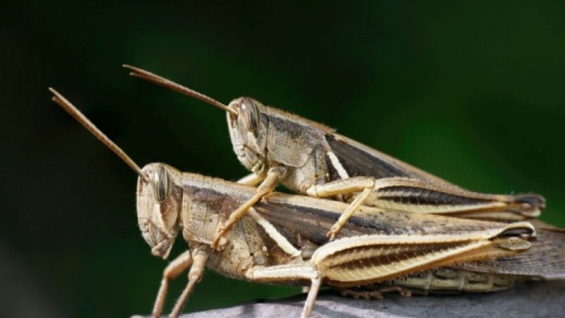 ¿Qué anuncia el canto de un grillo?