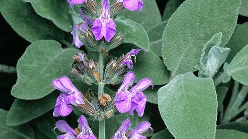 7 beneficios de la salvia officinalis, una planta purificadora del hogar