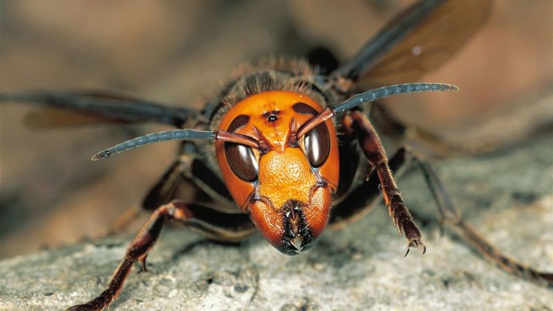 Con un solo ejemplar, la avispa gigante asiática invadió Europa