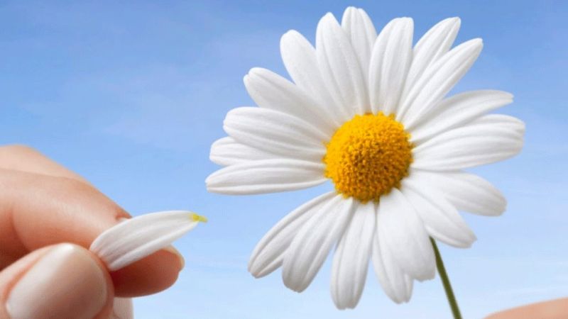 ¿De dónde viene la costumbre de deshojar margaritas blancas?