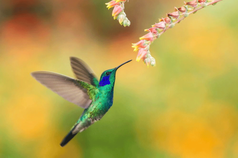 ¿Qué significa ver un colibrí azul?