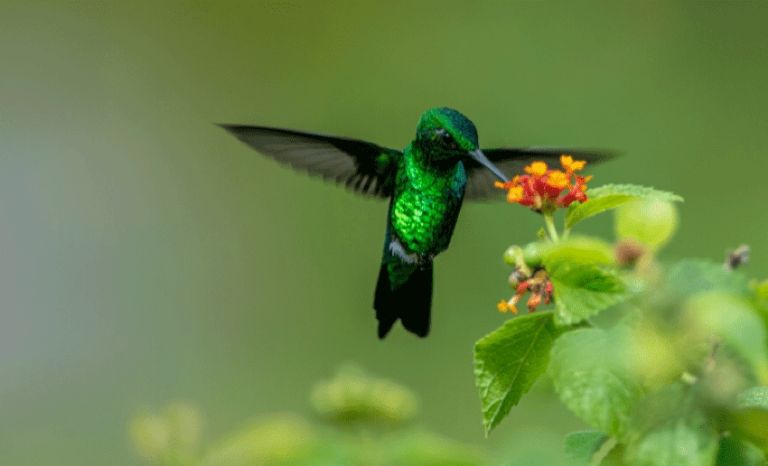 Qué significa ver a un colibrí verde