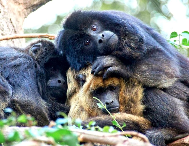 Qué hacer en el Bioparque Temaikèn el fin de semana largo de junio