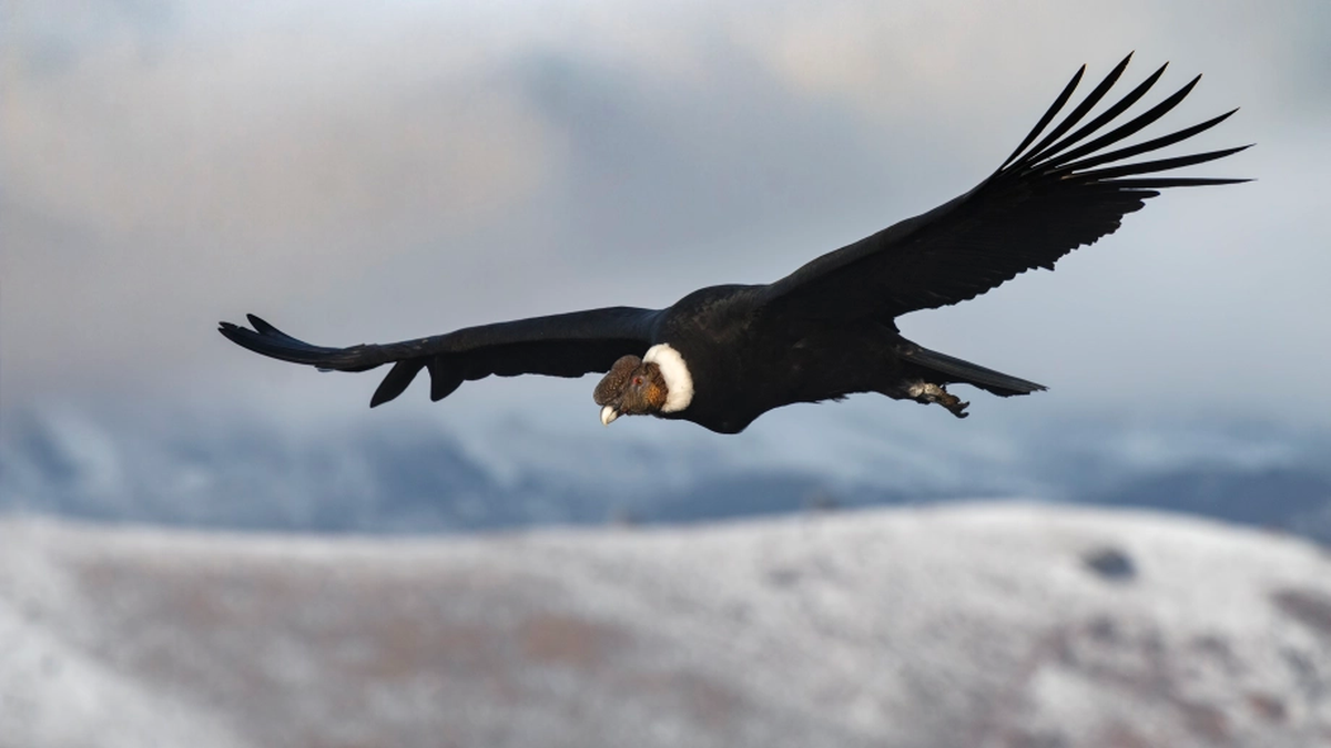 ¡El Nido de cóndor andino más antiguo del mundo!