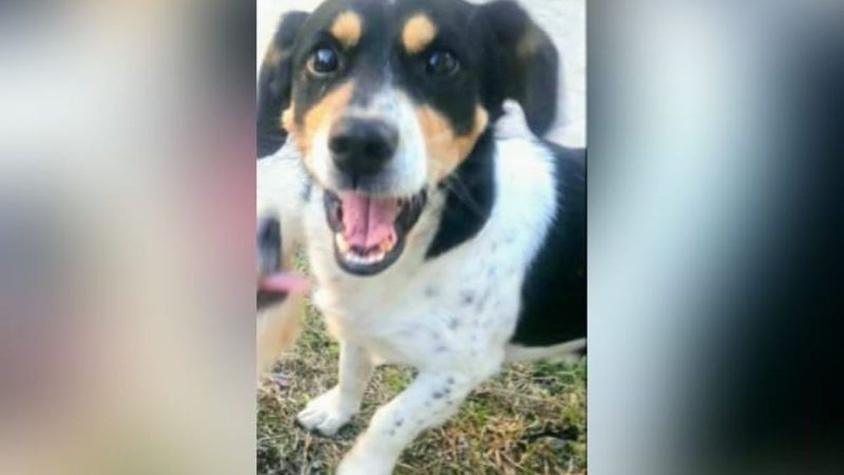 Una familia de Villa Rosa busca a su perro Homero