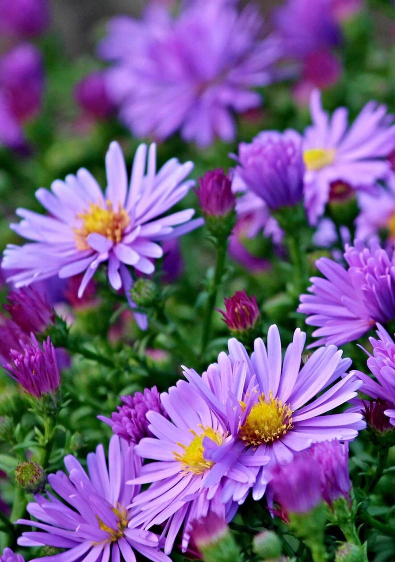Cómo elegir las plantas florales en otoño