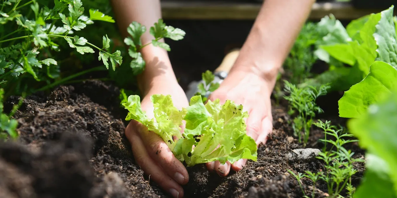 La huerta en primavera: consejos y tareas para octubre