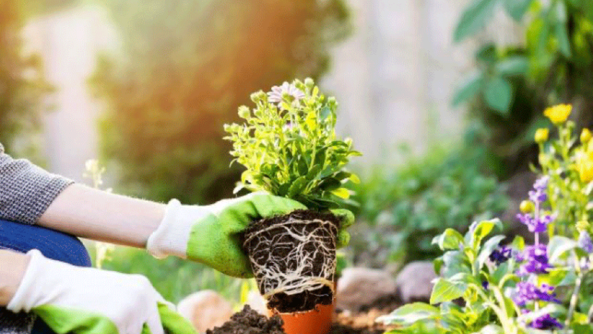 ¿Cuándo trasplantar una planta?