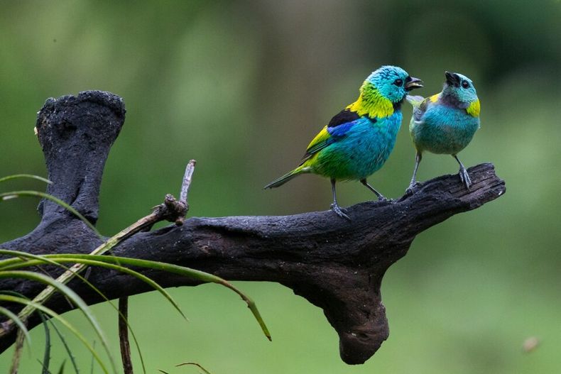 Relanzaron una app que permite identificar aves de Argentina