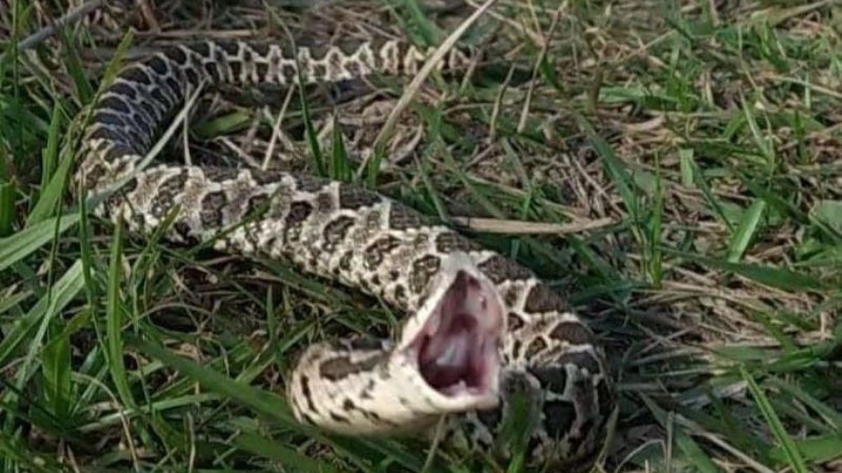 Vecinos encuentran una víbora yarará