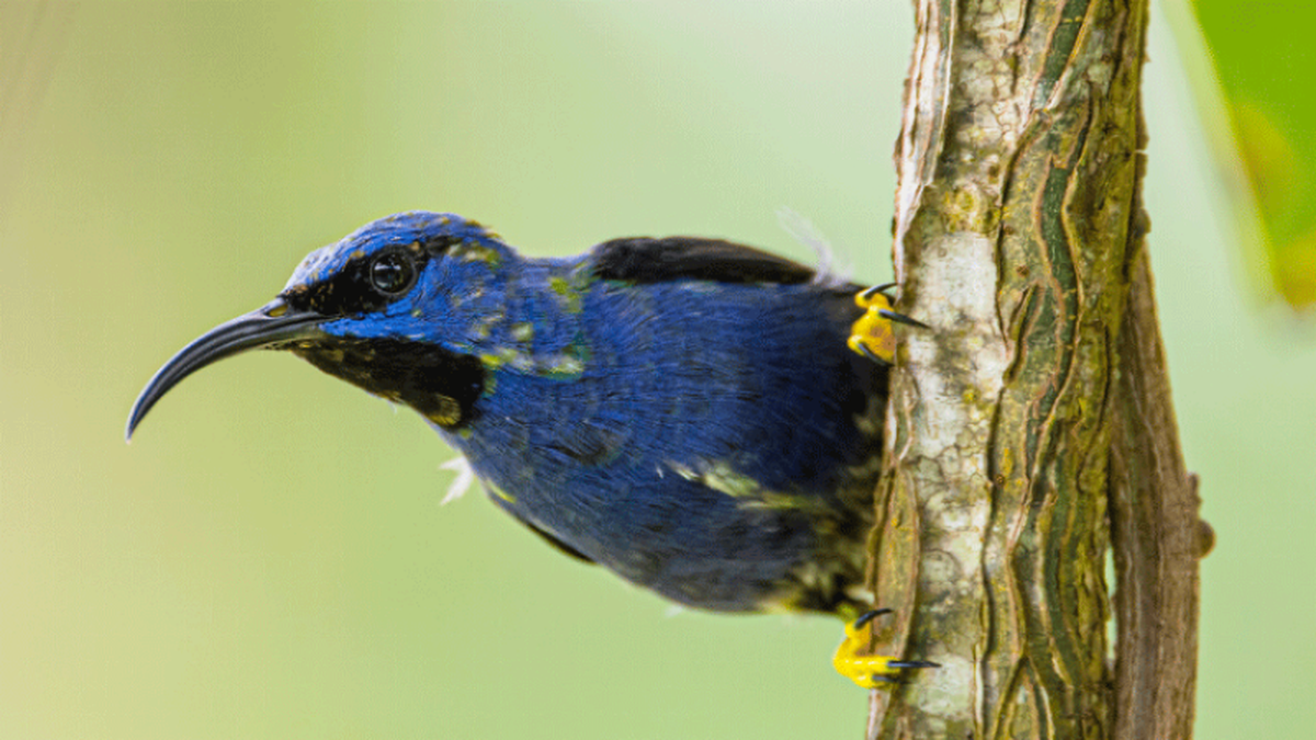¿Qué significa ver un colibrí azul?