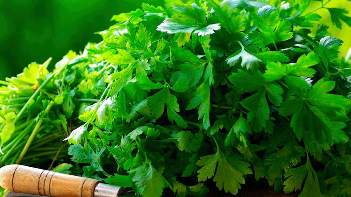 ¿Por qué agregar cilantro a tus plantas?