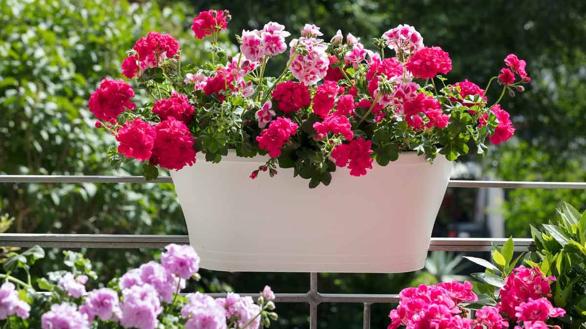 Plantas resistentes al sol para decorar tu balcón o terraza