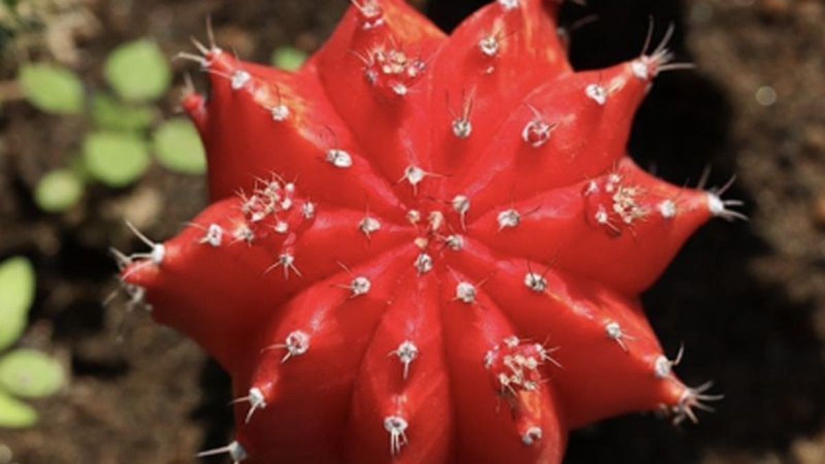 El Cactus Rojo, la exótica planta que necesitas para decorar tu casa ...