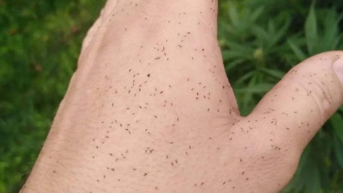 La invasión de los bichitos también llegó a Pilar: ¿qué son y cómo ...