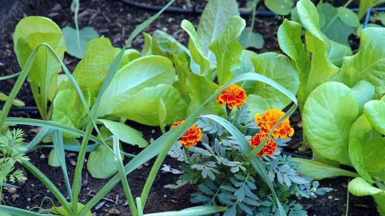 Plantas que puedes cultivar para combatir las plagas de forma ecológica