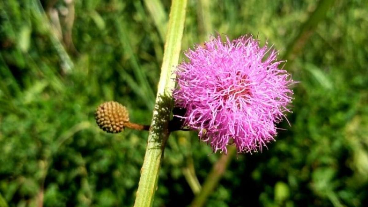 Descubren una nueva especie de flor en el sur de Misiones: LA MIMOSA SERRA