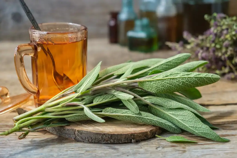Salvia: una aromática con muchos beneficios