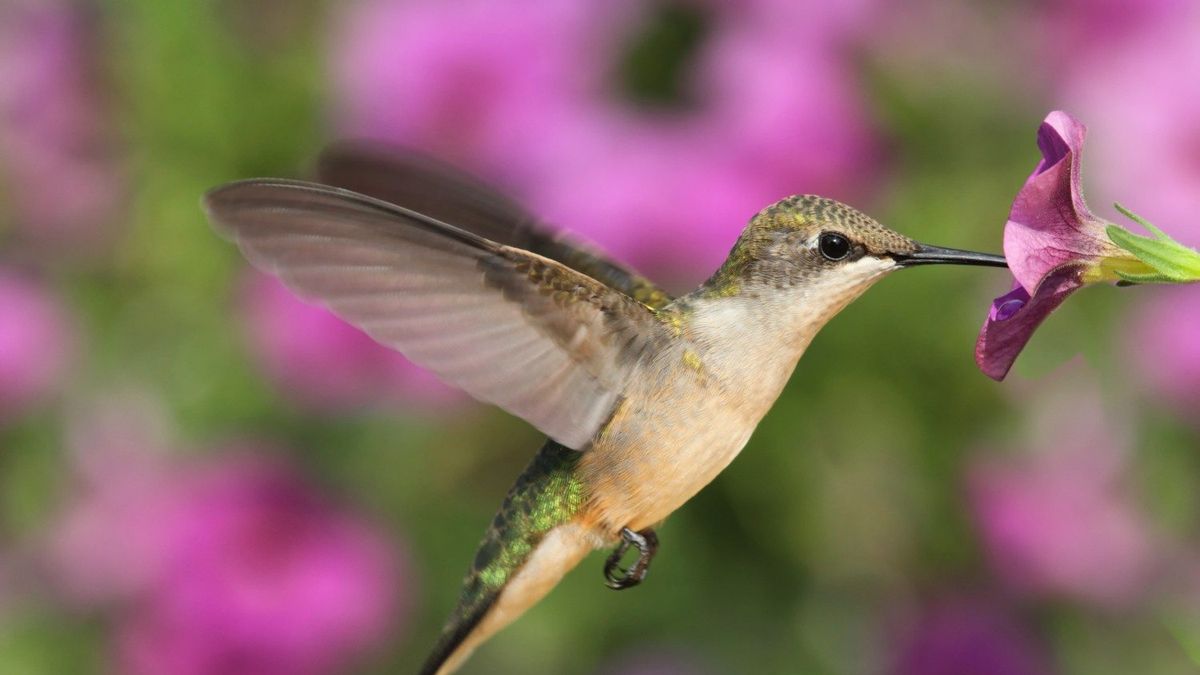 Las leyendas del colibrí y su vínculo con lo sobrenatural