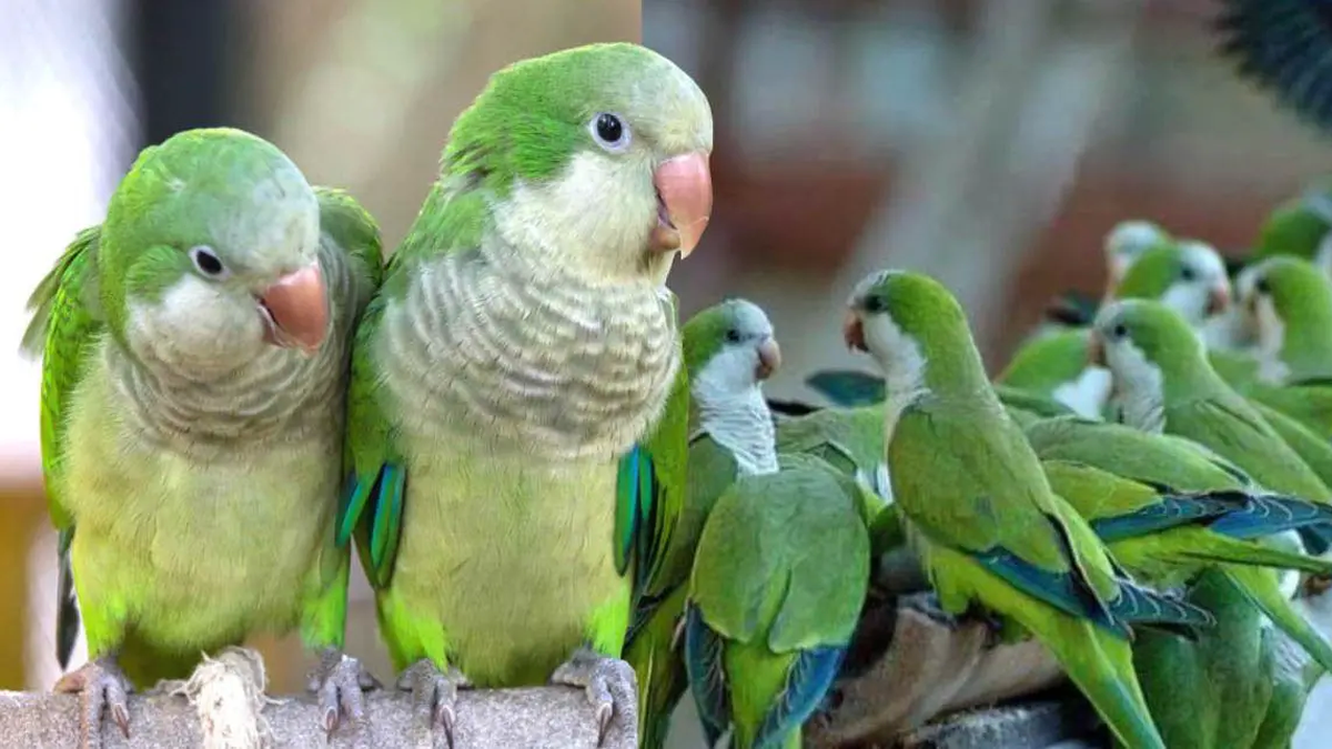 Las cotorras argentinas, una especie invasora con voz propia