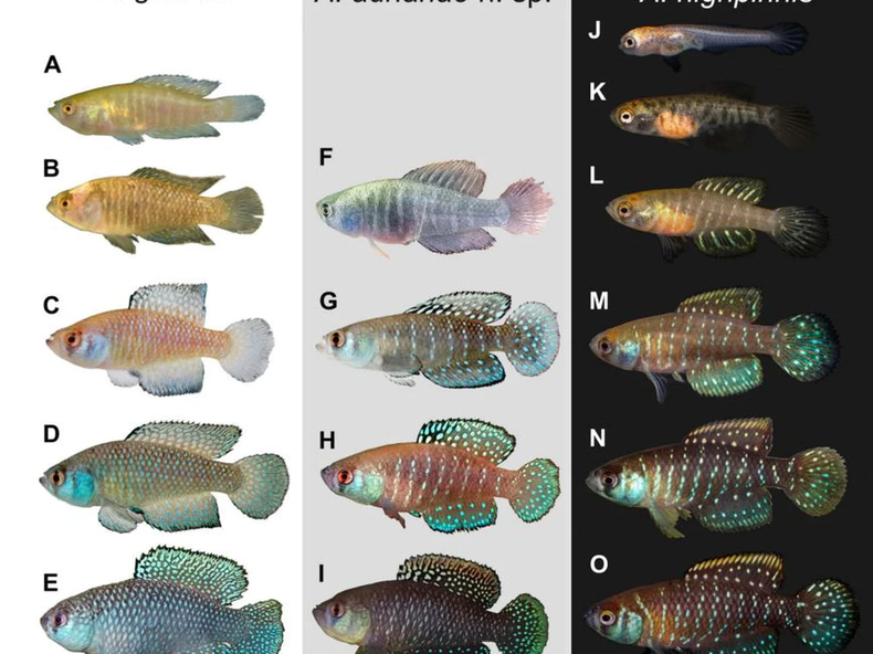 Científicos argentinos descubrieron una nueva especie de pez Killi en ...