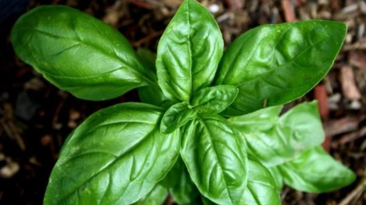 ¿Qué enfermedades puede tratar la albahaca y cómo prepararla?