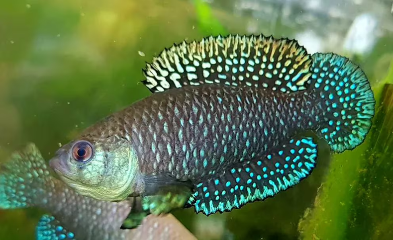 Científicos argentinos descubrieron una nueva especie de pez Killi en ...