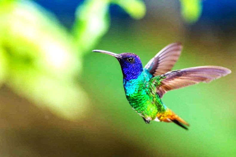 Las leyendas del colibrí y su vínculo con lo sobrenatural