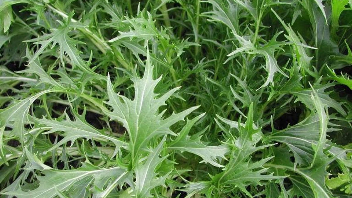 Mizuna o lechuga japonesa ¡No puede faltar en tu huerta!