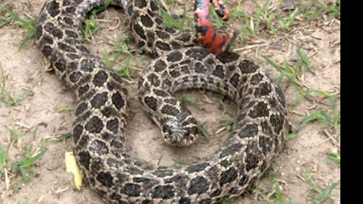 Encuentran una víbora venenosa en Carabassa