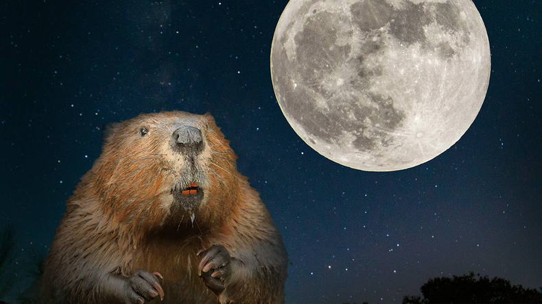 Hojas De Trabajo Sobre El Signo Del Castor