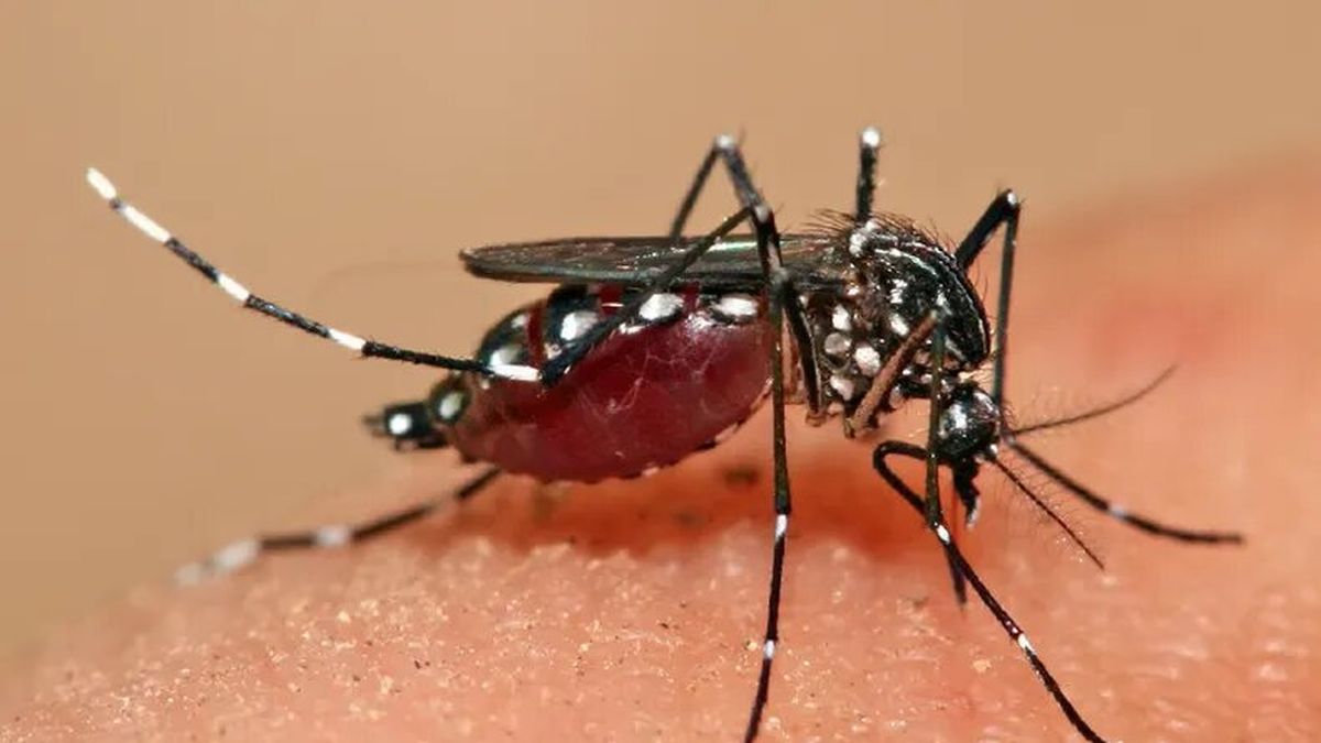 Dengue: anuncian Alerta Sanitaria por la propagación del mosquito