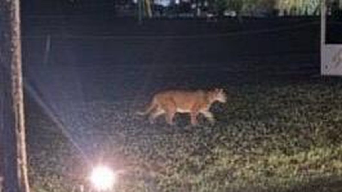 El puma volvió a las andanzas: fue divisado en Altos de Campo Grande