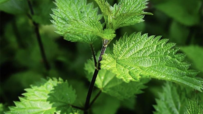 Cuida a la ortiga y descubrirás su lado bueno