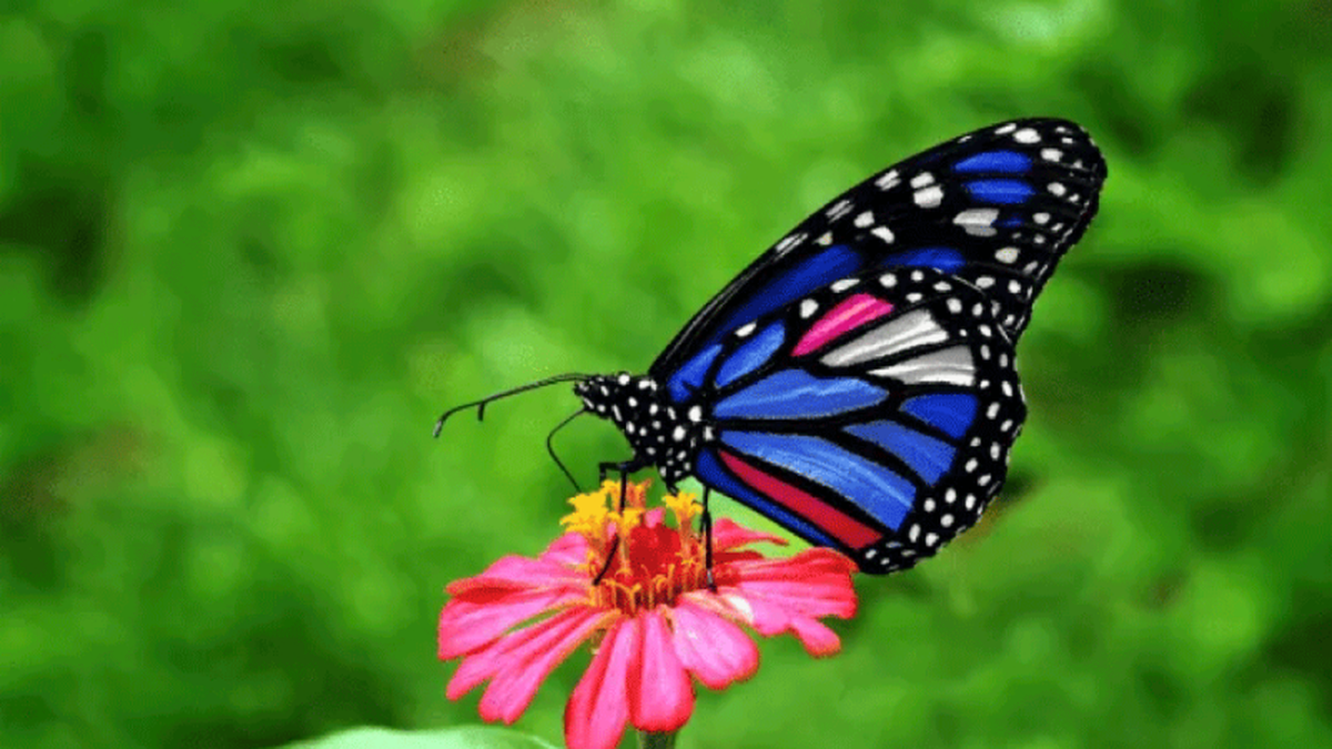 Mariposas y colibríes: Cómo hacer que vayan a tu jardín