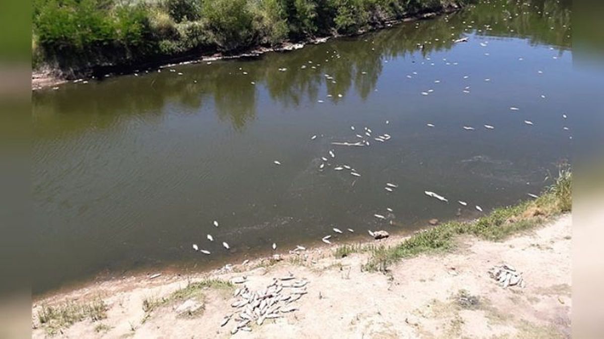 La historia de cada fin de año: aparecen peces muertos en el río Luján