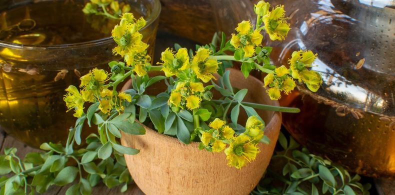 Para atraer la abundancia y la prosperidad, un ritual con ruda